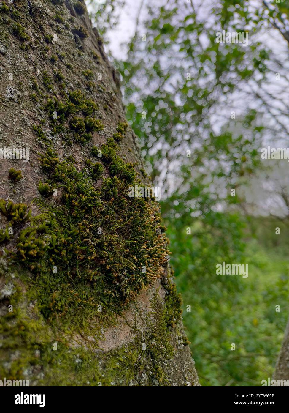 Lateral Cryphaea (Cryphaea heteromalla Stock Photo - Alamy
