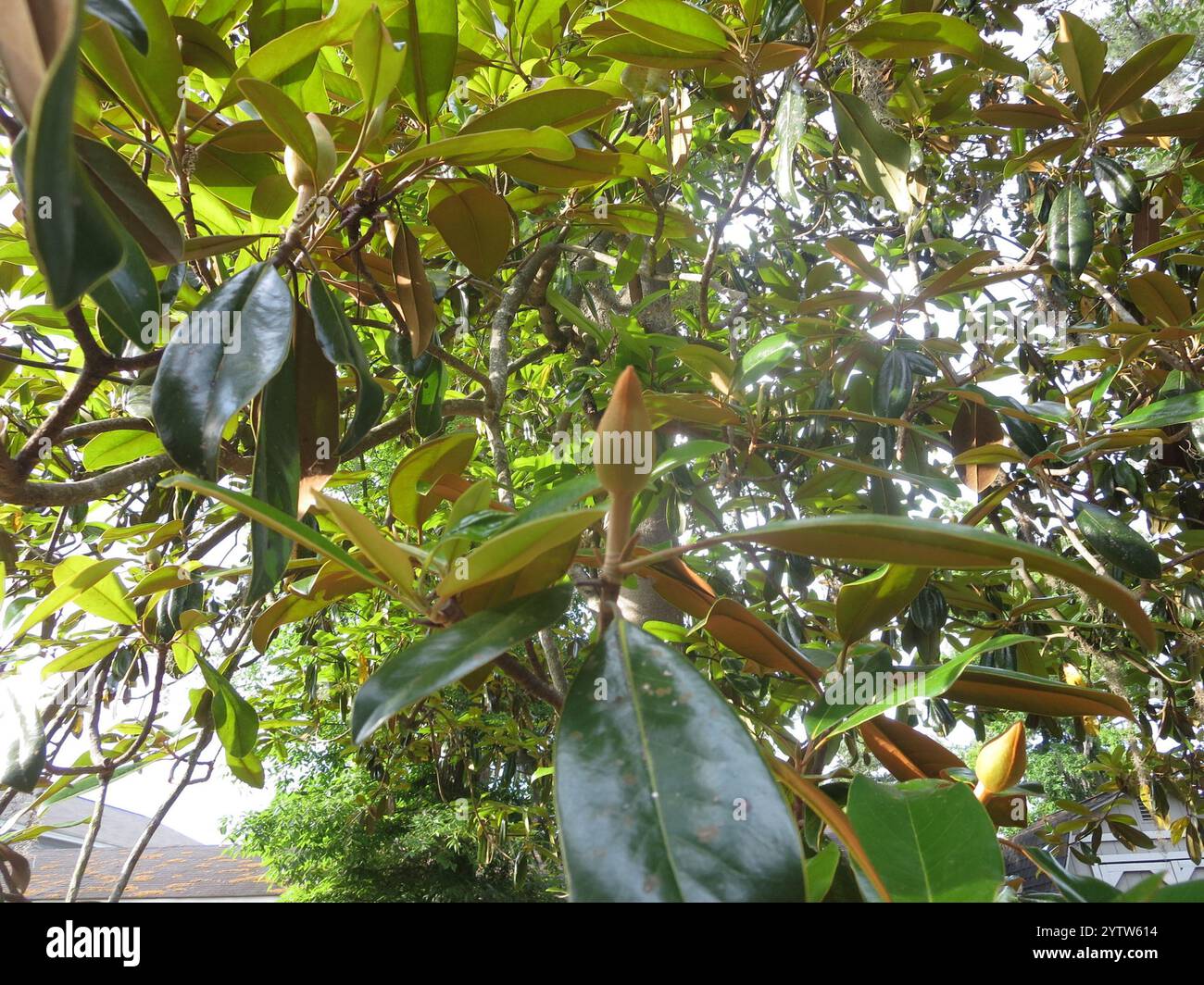 southern magnolia (Magnolia grandiflora Stock Photo - Alamy