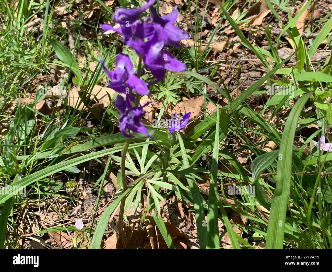 dwarf larkspur (Delphinium tricorne Stock Photo - Alamy