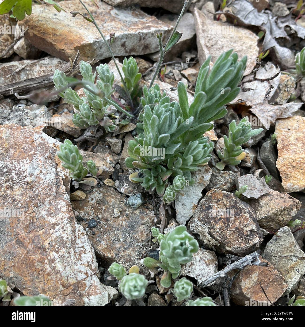 field fluffweed (Filago arvensis Stock Photo - Alamy