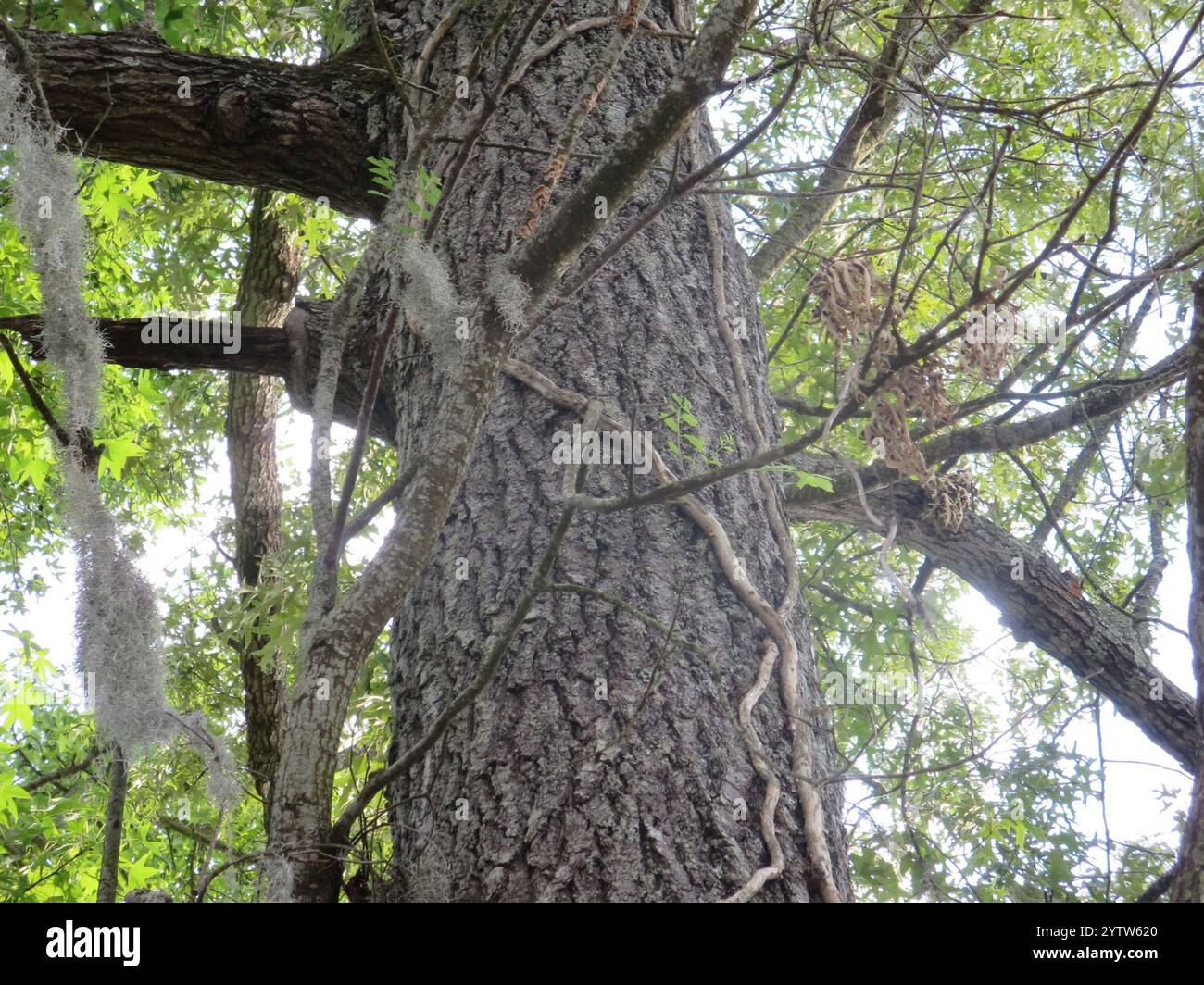 southern red oak (Quercus falcata Stock Photo - Alamy