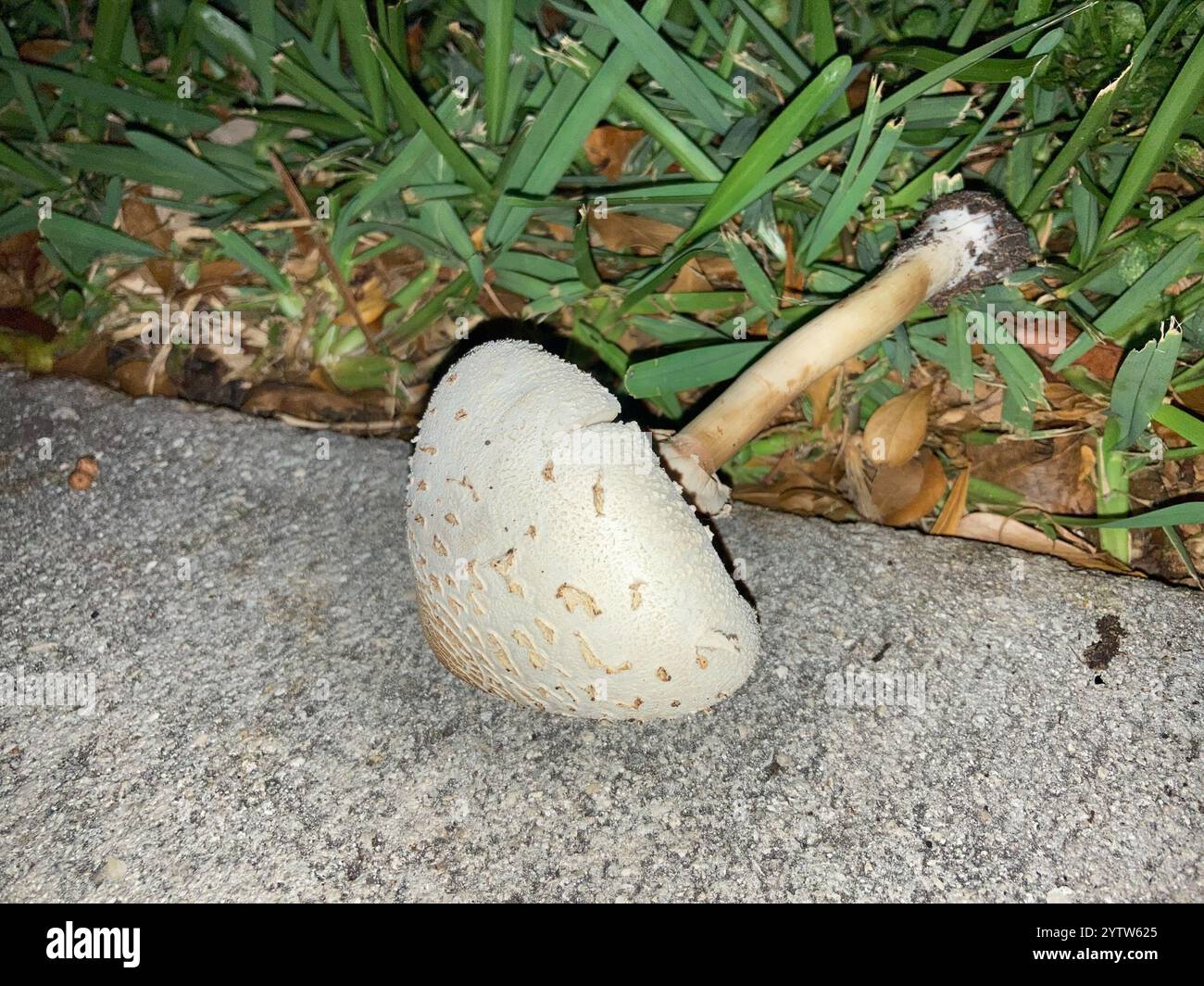 green-spored parasol (Chlorophyllum molybdites Stock Photo - Alamy
