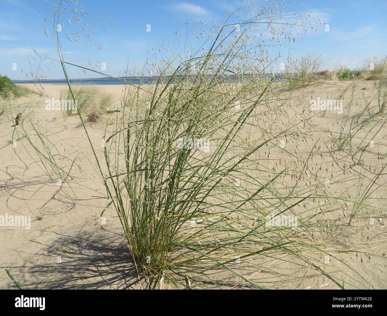 Sand Ricegrass (Eriocoma hymenoides Stock Photo - Alamy
