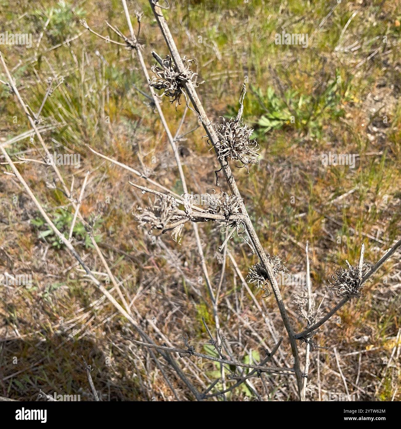 Rush Skeletonweed (Chondrilla juncea Stock Photo - Alamy