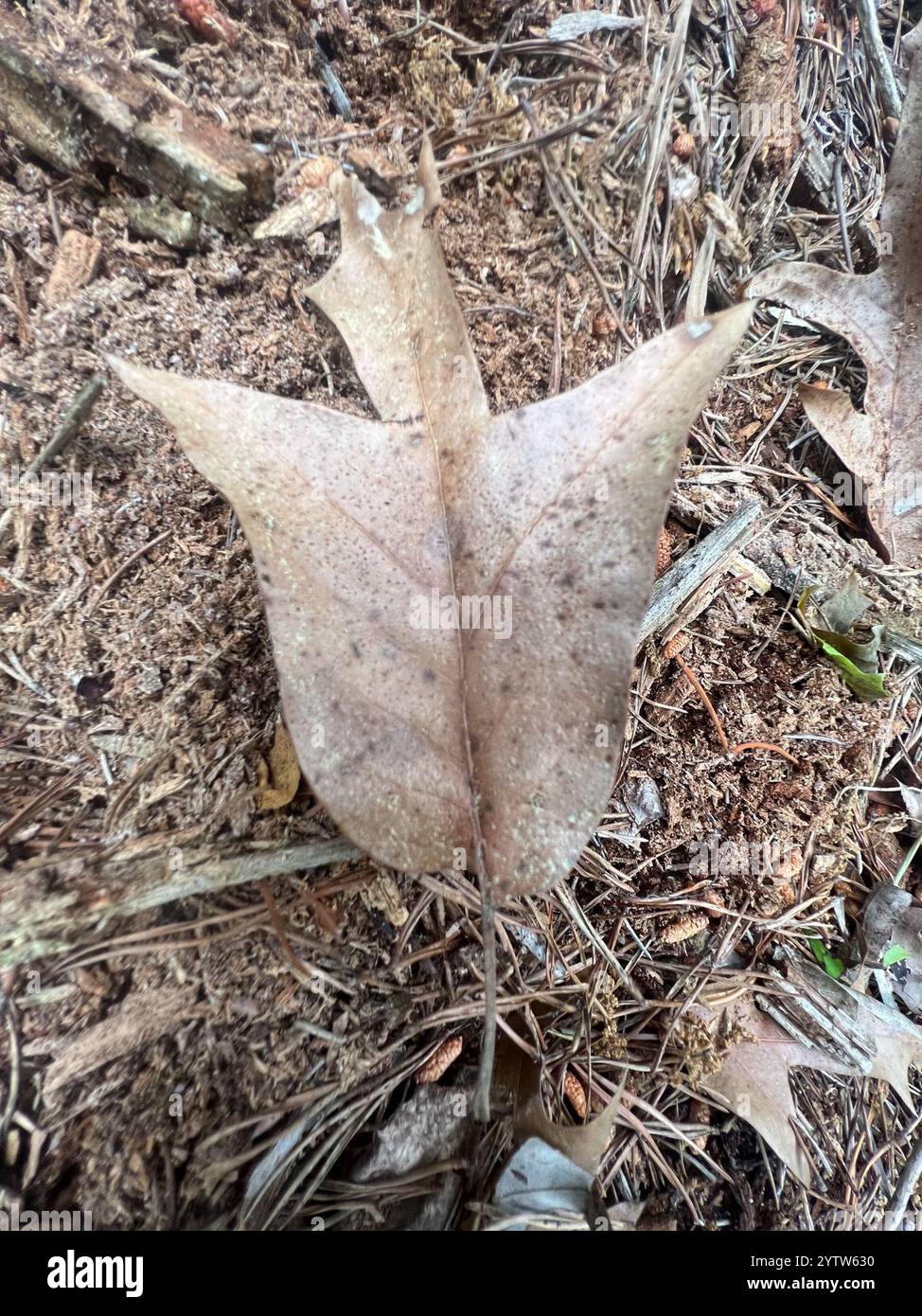 southern red oak (Quercus falcata Stock Photo - Alamy