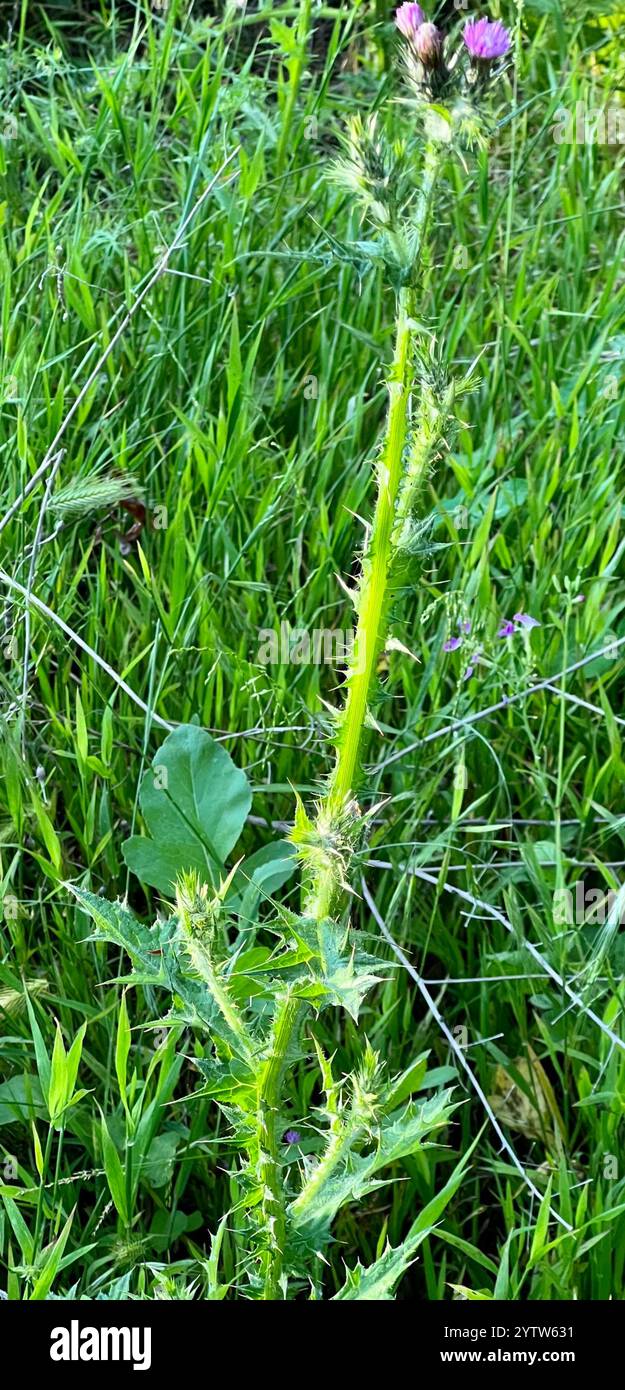 Italian thistle (Carduus pycnocephalus Stock Photo - Alamy