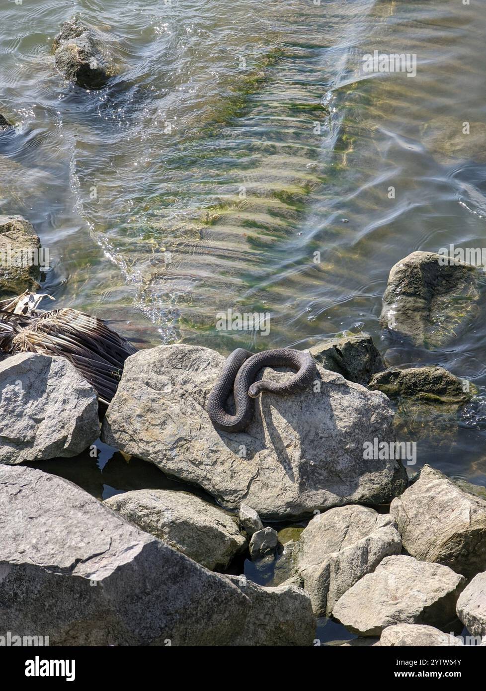 Common Watersnake (Nerodia sipedon Stock Photo - Alamy