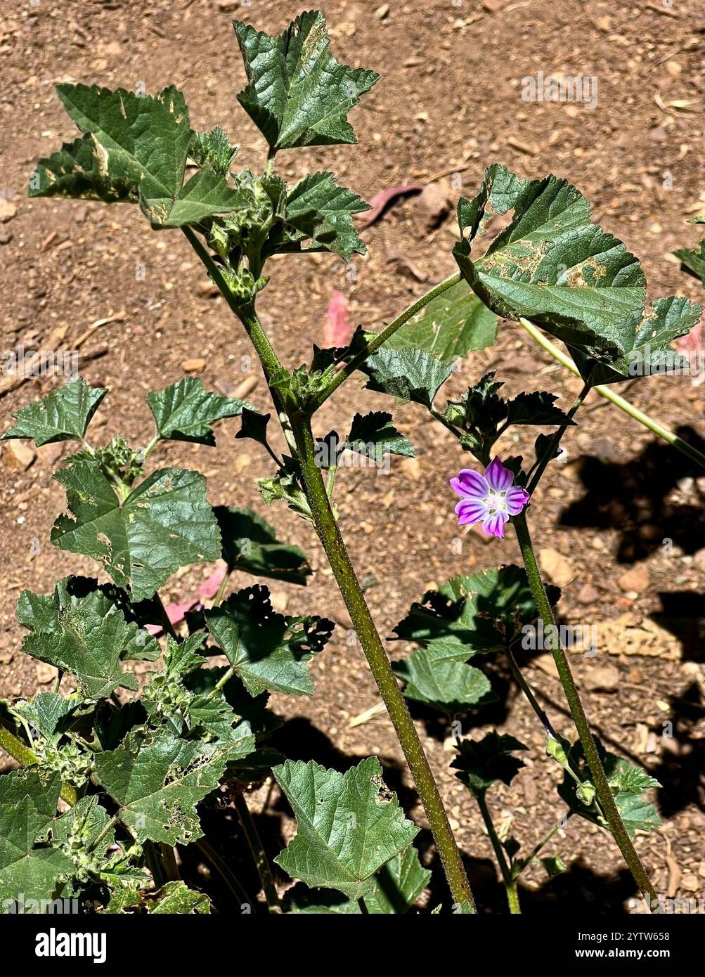 Cretan mallow (Malva multiflora Stock Photo - Alamy