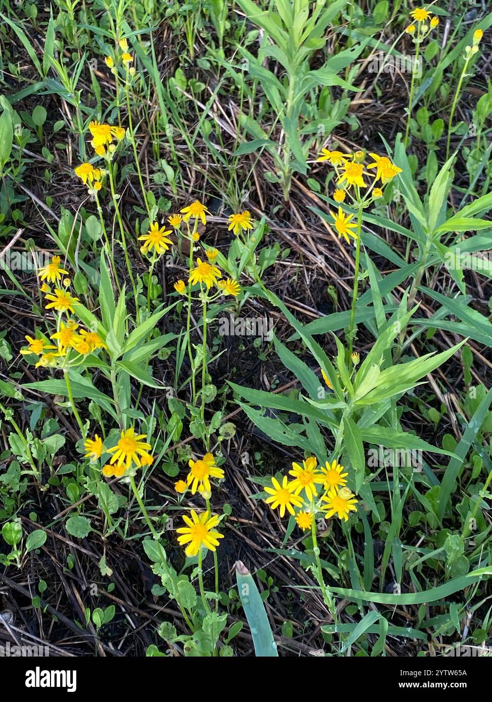 balsam ragwort (Packera paupercula Stock Photo - Alamy
