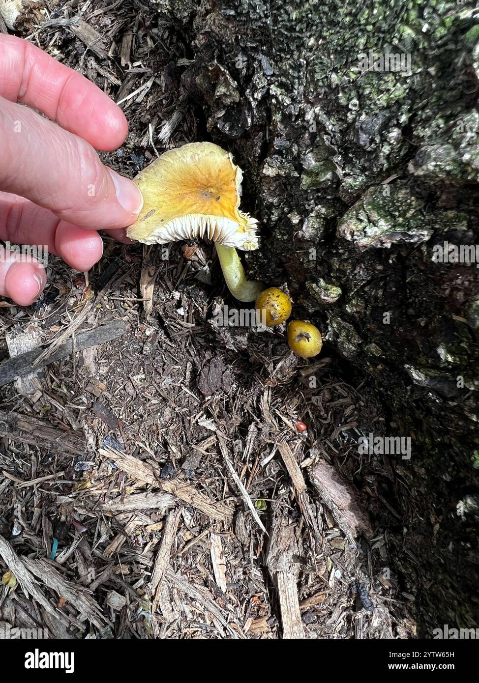 yellow fieldcap (Bolbitius titubans Stock Photo - Alamy