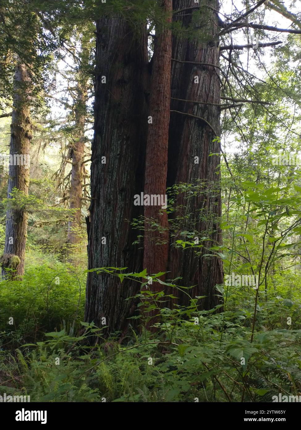 coast redwood (Sequoia sempervirens Stock Photo - Alamy