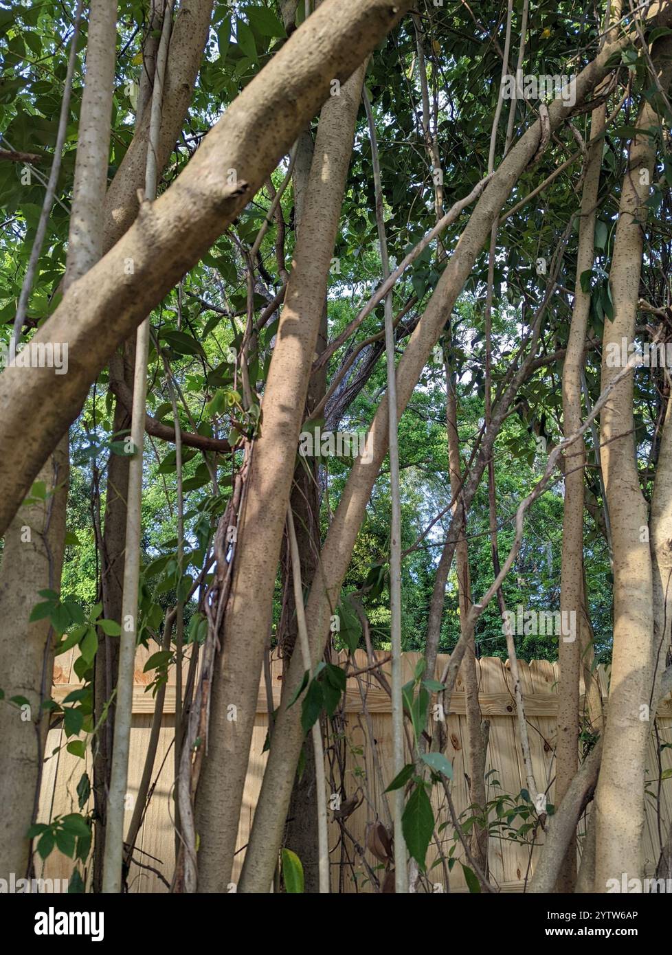 tree privet (Ligustrum lucidum Stock Photo - Alamy