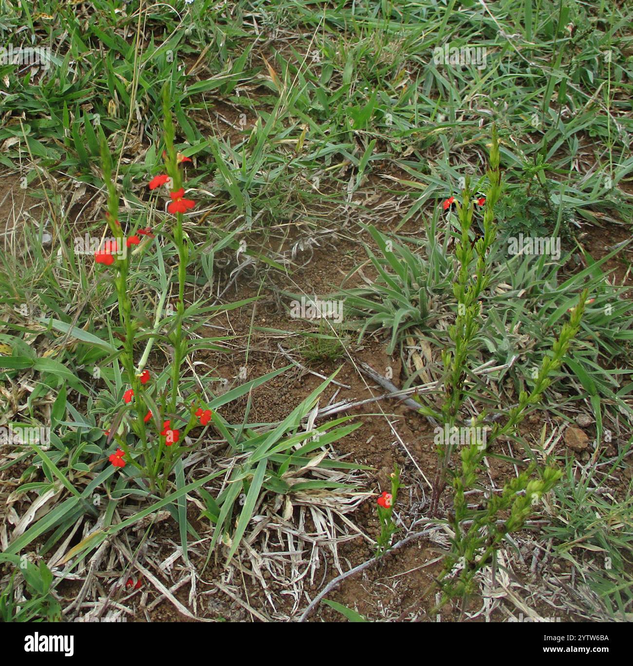 Striga asiatica hi-res stock photography and images - Alamy