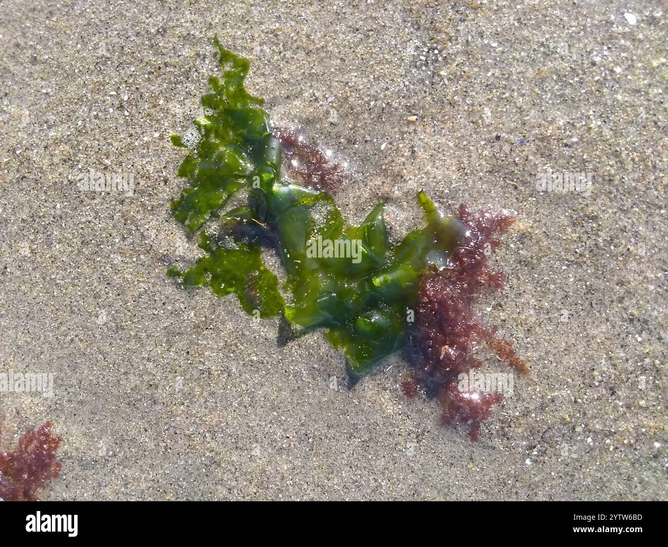 Broadleaf Sea Lettuce (Ulva lactuca Stock Photo - Alamy