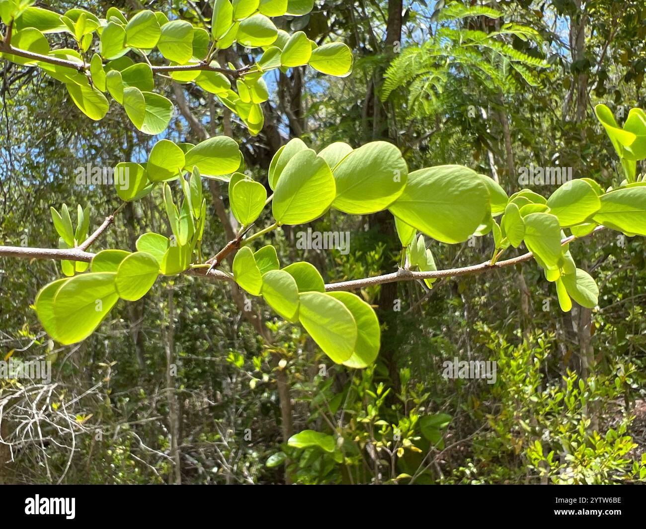 Bloodwood Tree (Haematoxylum campechianum Stock Photo - Alamy