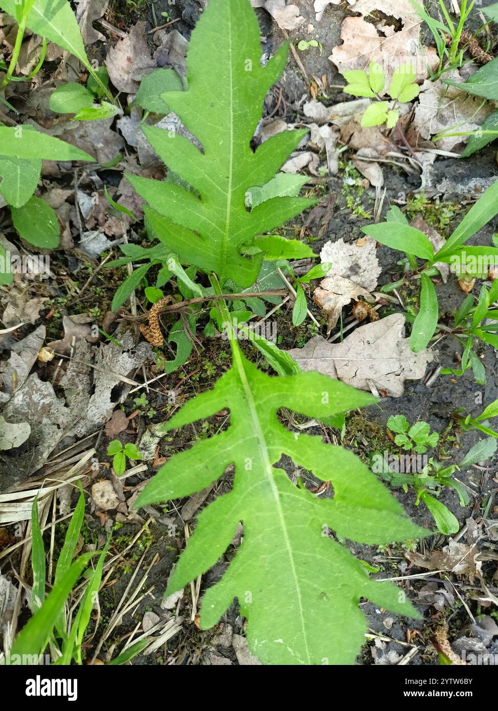 Cabbage Thistle (Cirsium oleraceum Stock Photo - Alamy