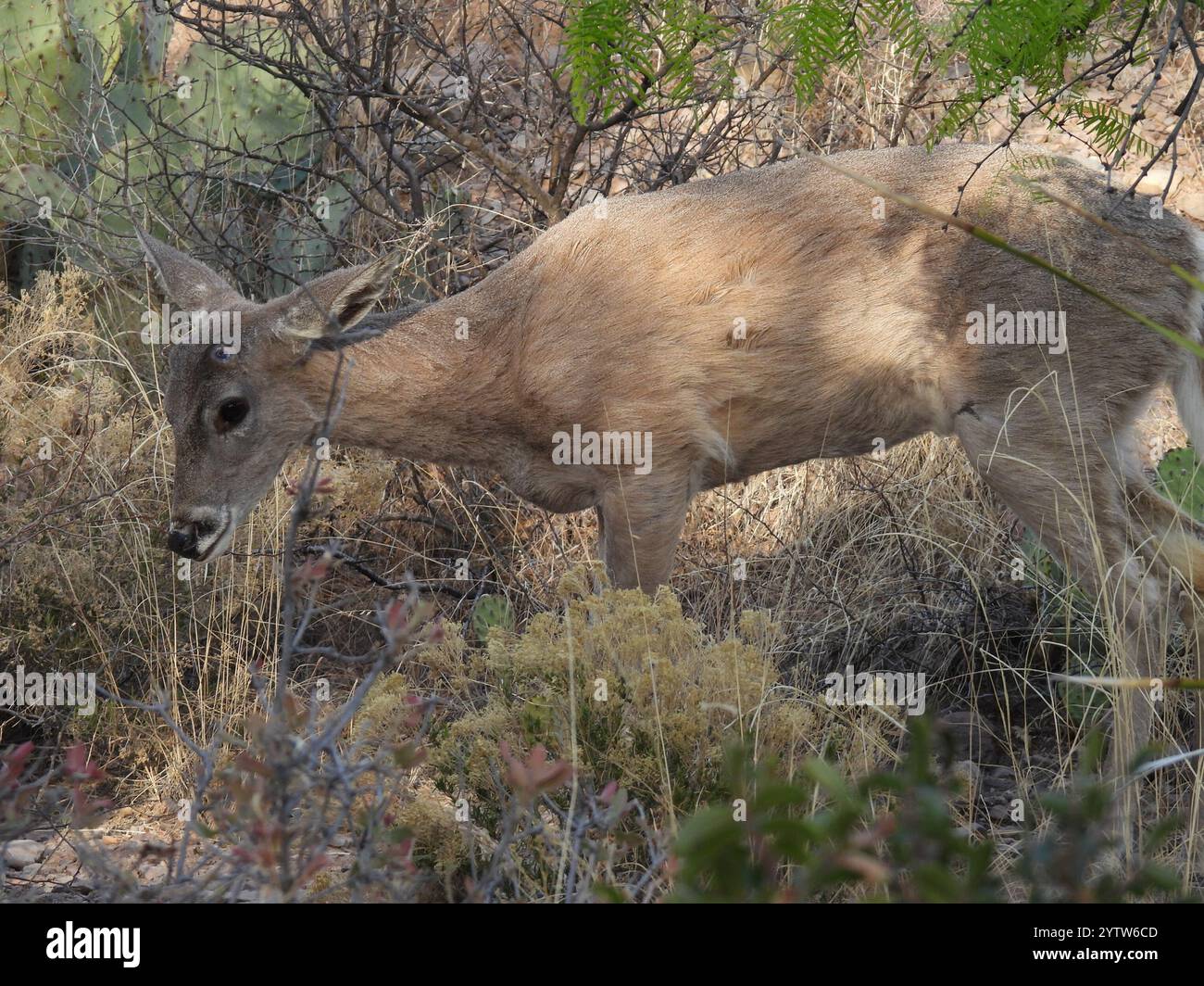 Sierra del Carmen White-tailed Deer (Odocoileus virginianus carminis ...
