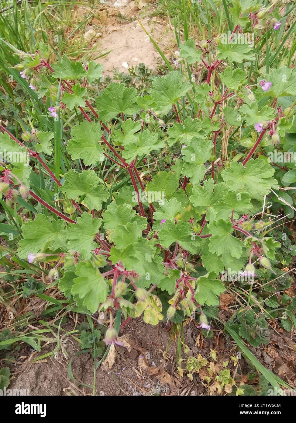 Round-leaved Crane's-bill (Geranium rotundifolium Stock Photo - Alamy