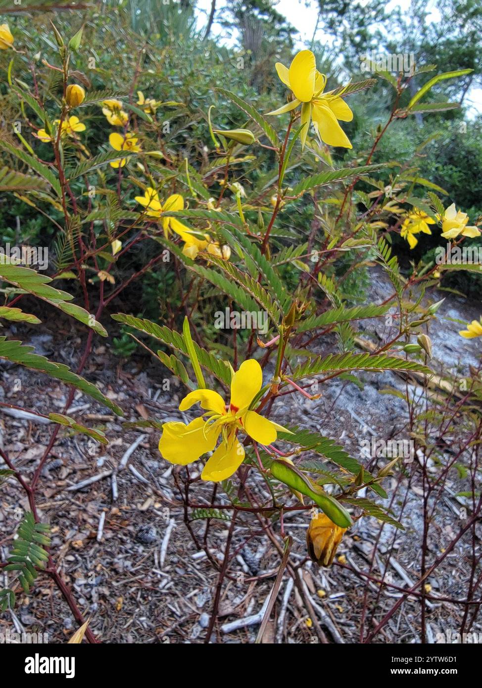 partridge pea (Chamaecrista fasciculata Stock Photo - Alamy