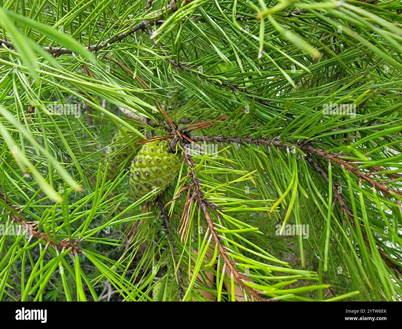 sand pine (Pinus clausa Stock Photo - Alamy