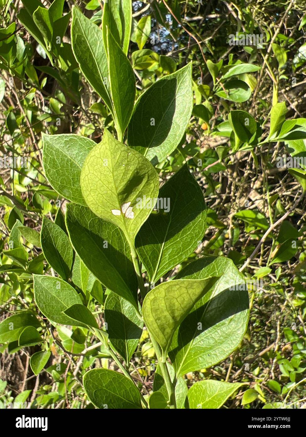 Florida Boxwood (Schaefferia frutescens Stock Photo - Alamy