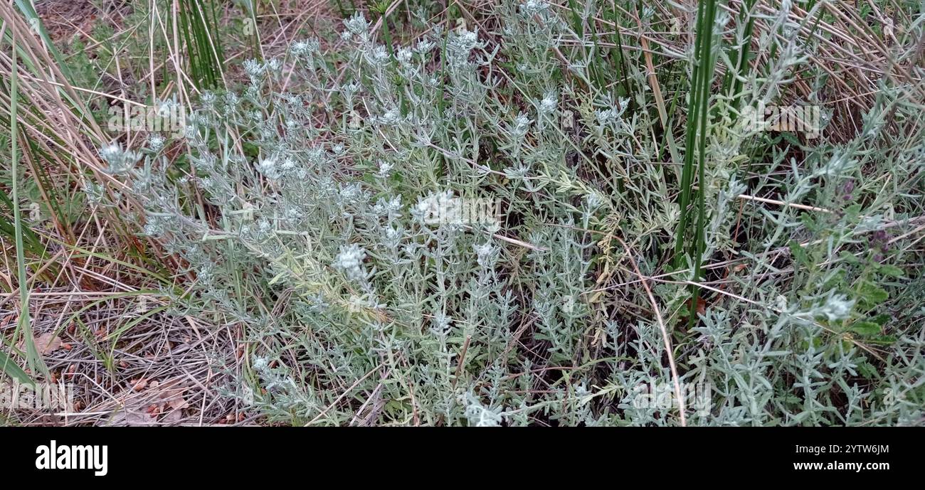 Felty Germander (Teucrium capitatum Stock Photo - Alamy