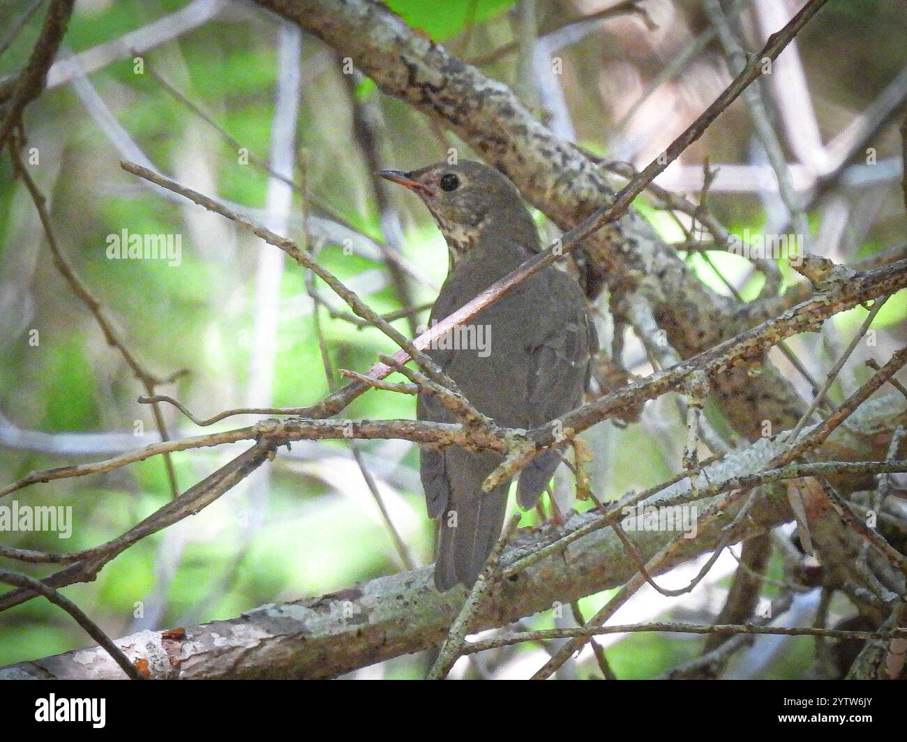 Gray-cheeked Thrush (Catharus minimus Stock Photo - Alamy
