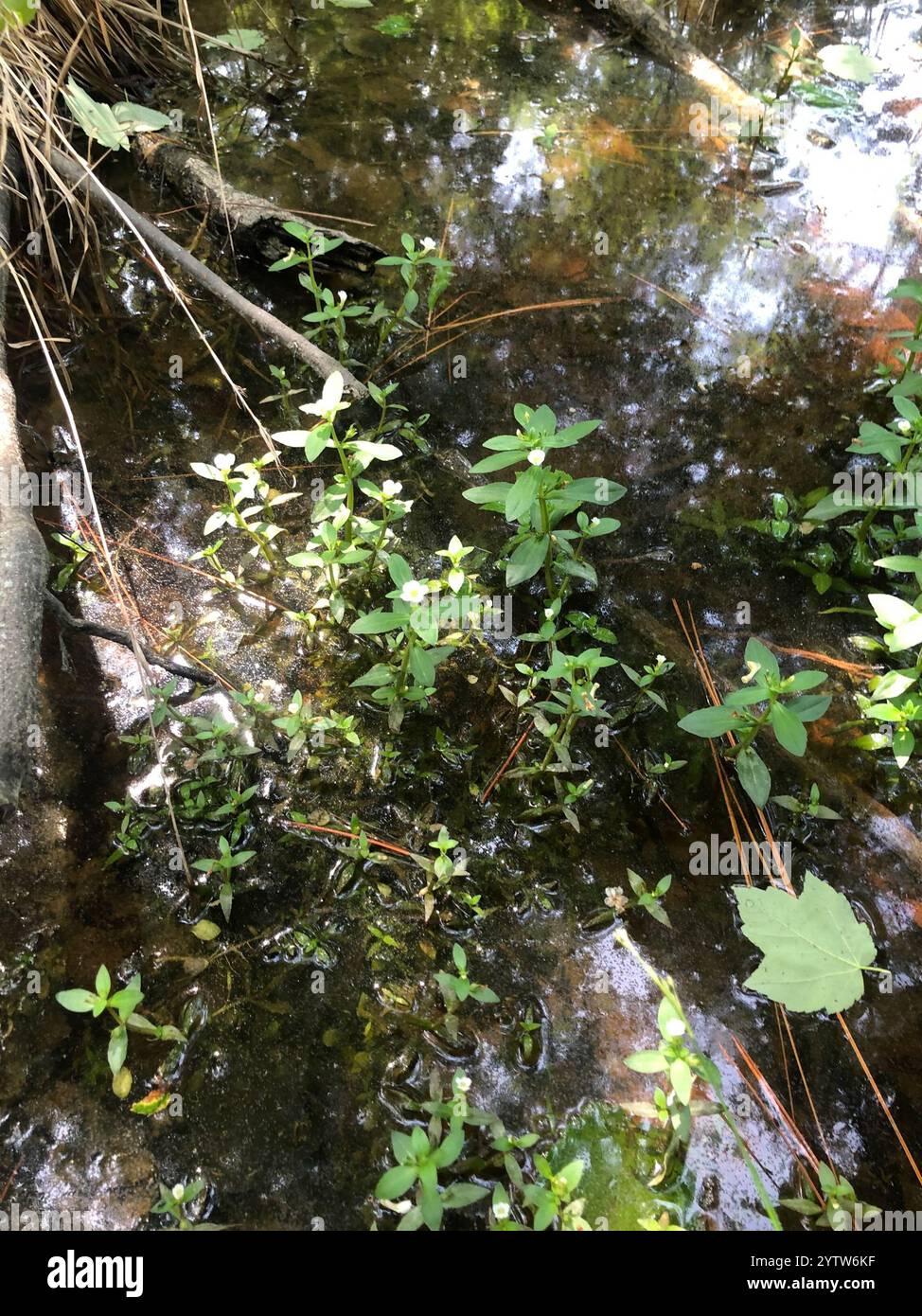 Virginia hedge-hyssop (Gratiola virginiana Stock Photo - Alamy