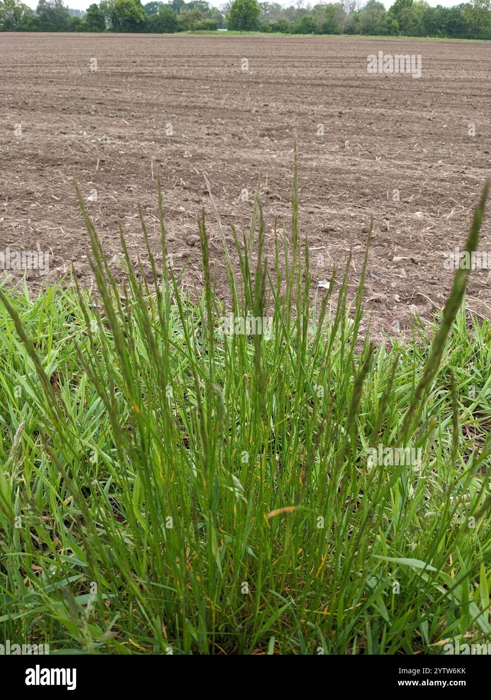 red fescue (Festuca rubra Stock Photo - Alamy