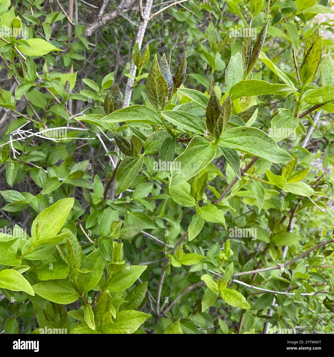 Lewis' mock orange (Philadelphus lewisii Stock Photo - Alamy