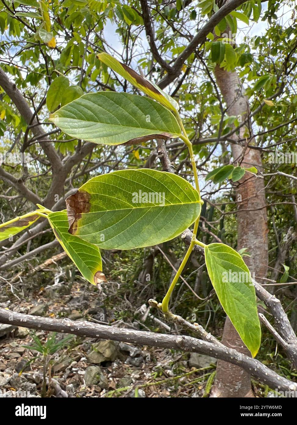 Stinkwood (Piscidia carthagenensis Stock Photo - Alamy
