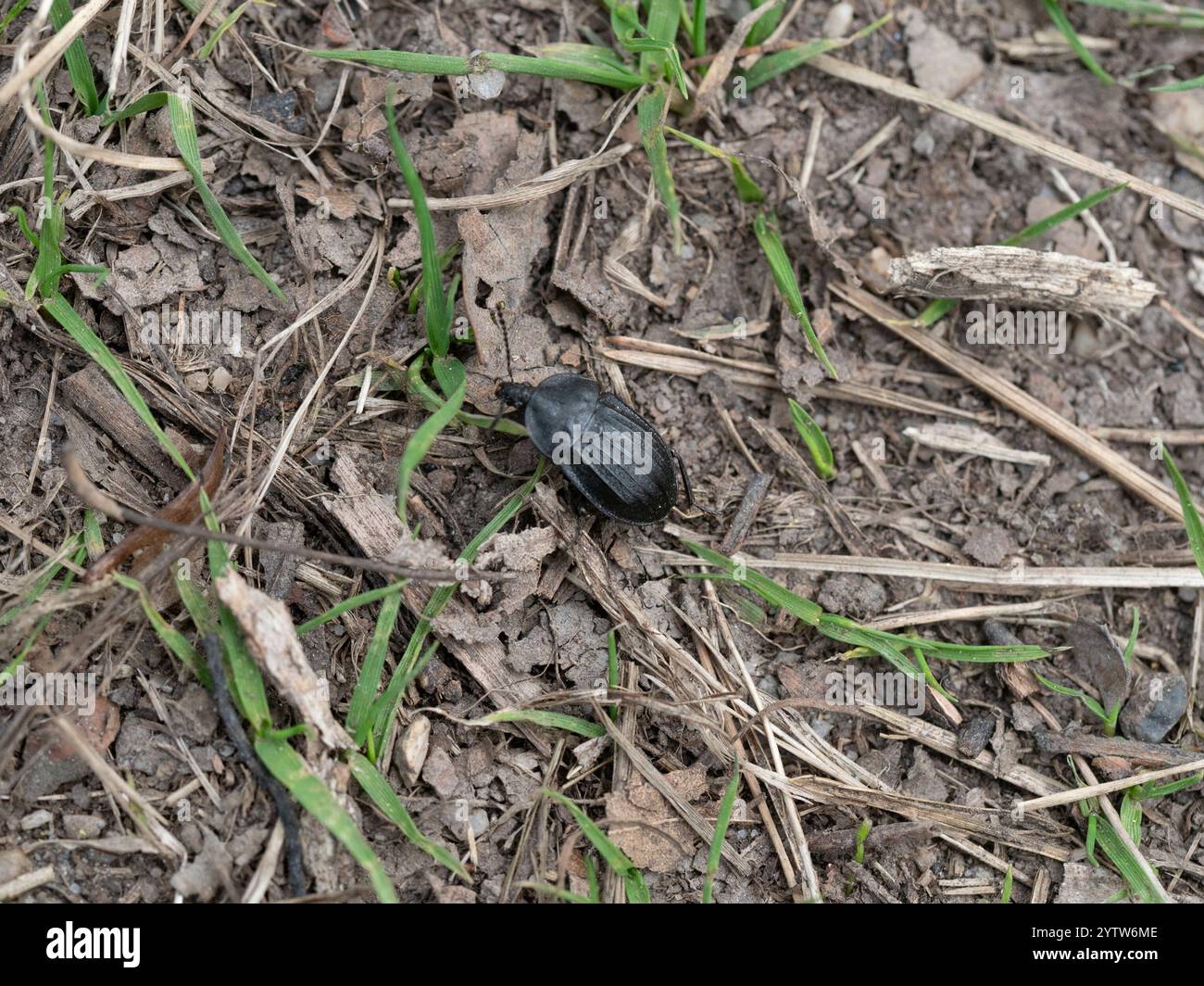 Black snail beetle (Phosphuga atrata Stock Photo - Alamy