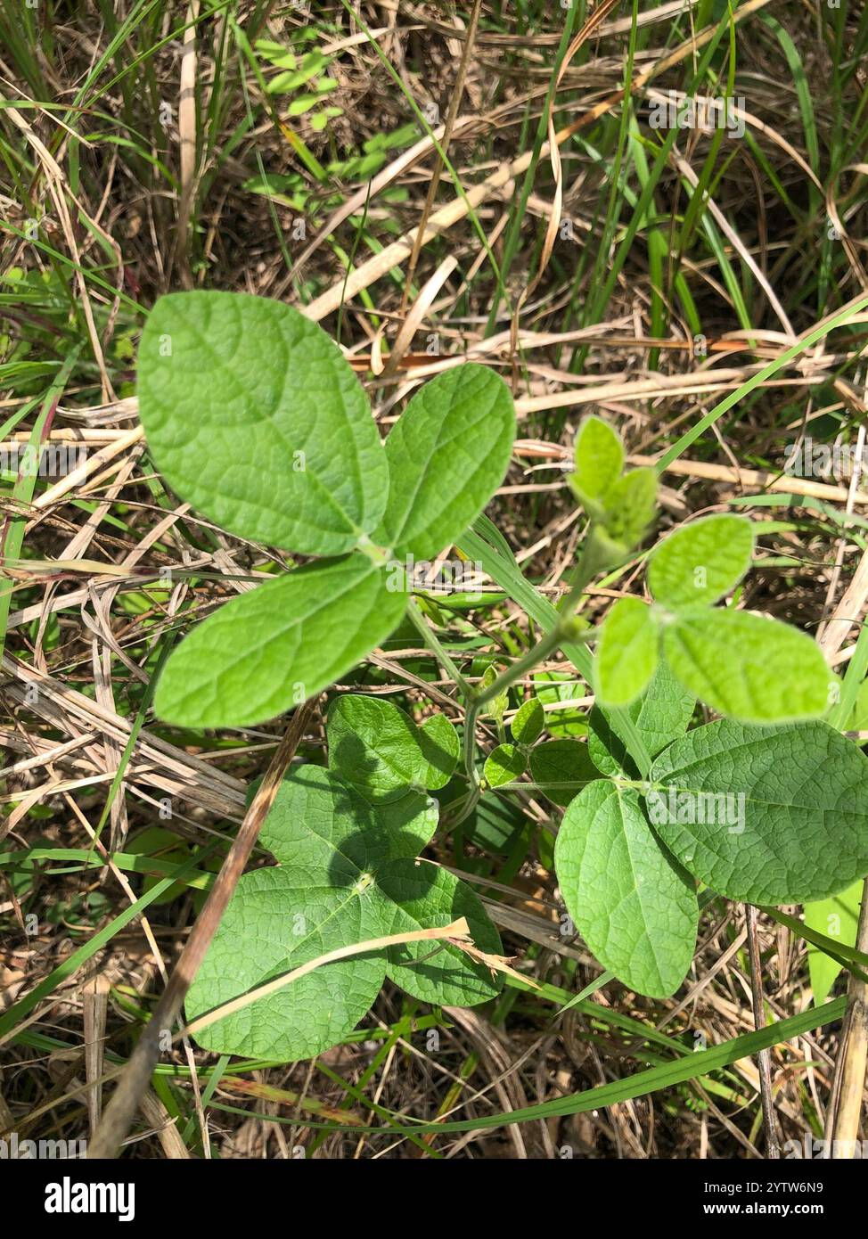 Twining Snoutbean (Rhynchosia tomentosa Stock Photo - Alamy