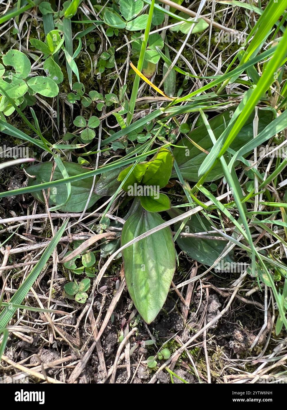 American plantain (Plantago rugelii Stock Photo - Alamy