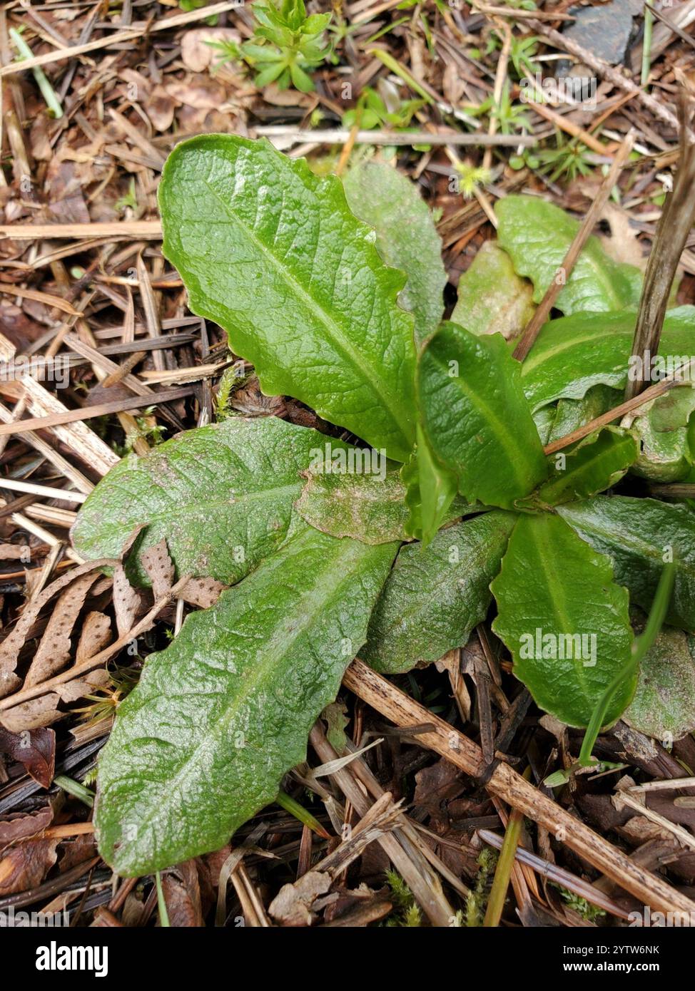 Common Cat's-ear (Hypochaeris radicata Stock Photo - Alamy