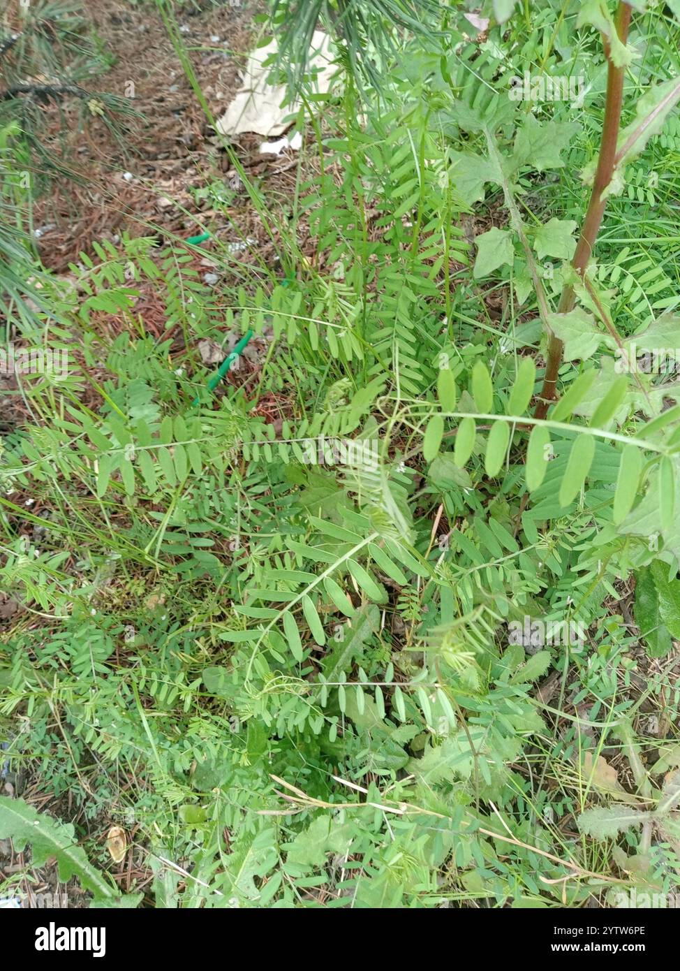 giant vetch (Vicia gigantea Stock Photo - Alamy