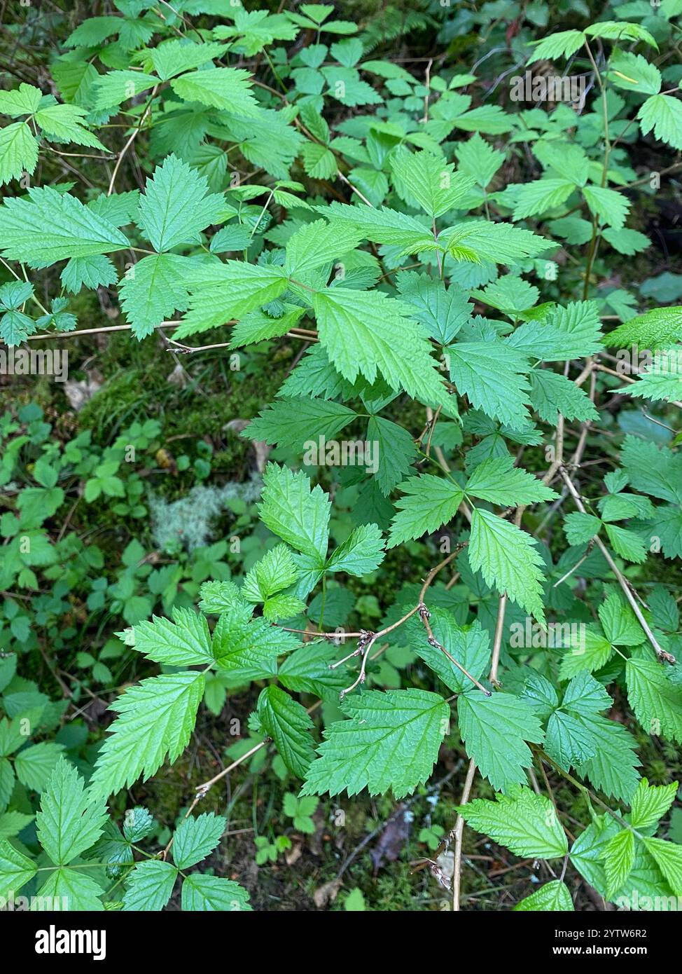 Salmonberry (Rubus spectabilis Stock Photo - Alamy