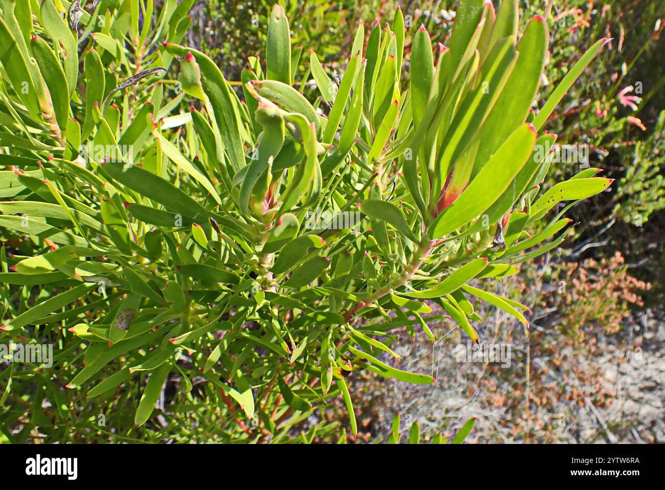 Limestone Conebush (Leucadendron meridianum Stock Photo - Alamy