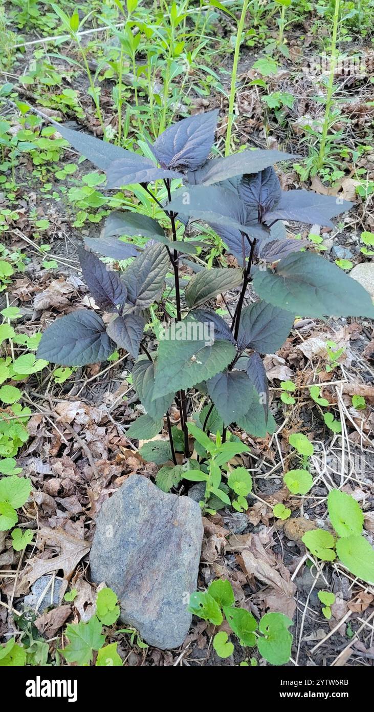 Common Figwort (Scrophularia nodosa Stock Photo - Alamy