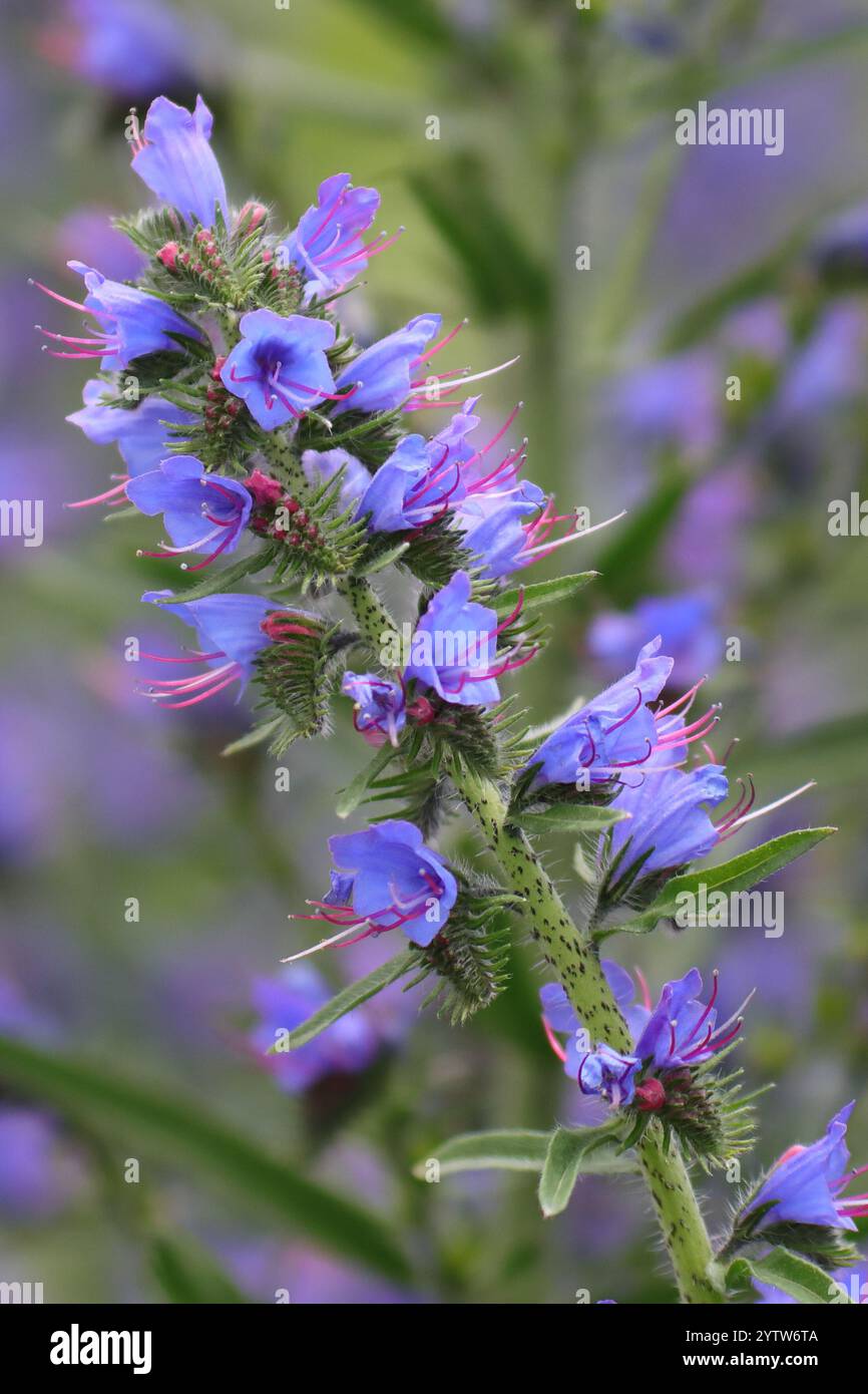 Viperine flower hi-res stock photography and images - Alamy