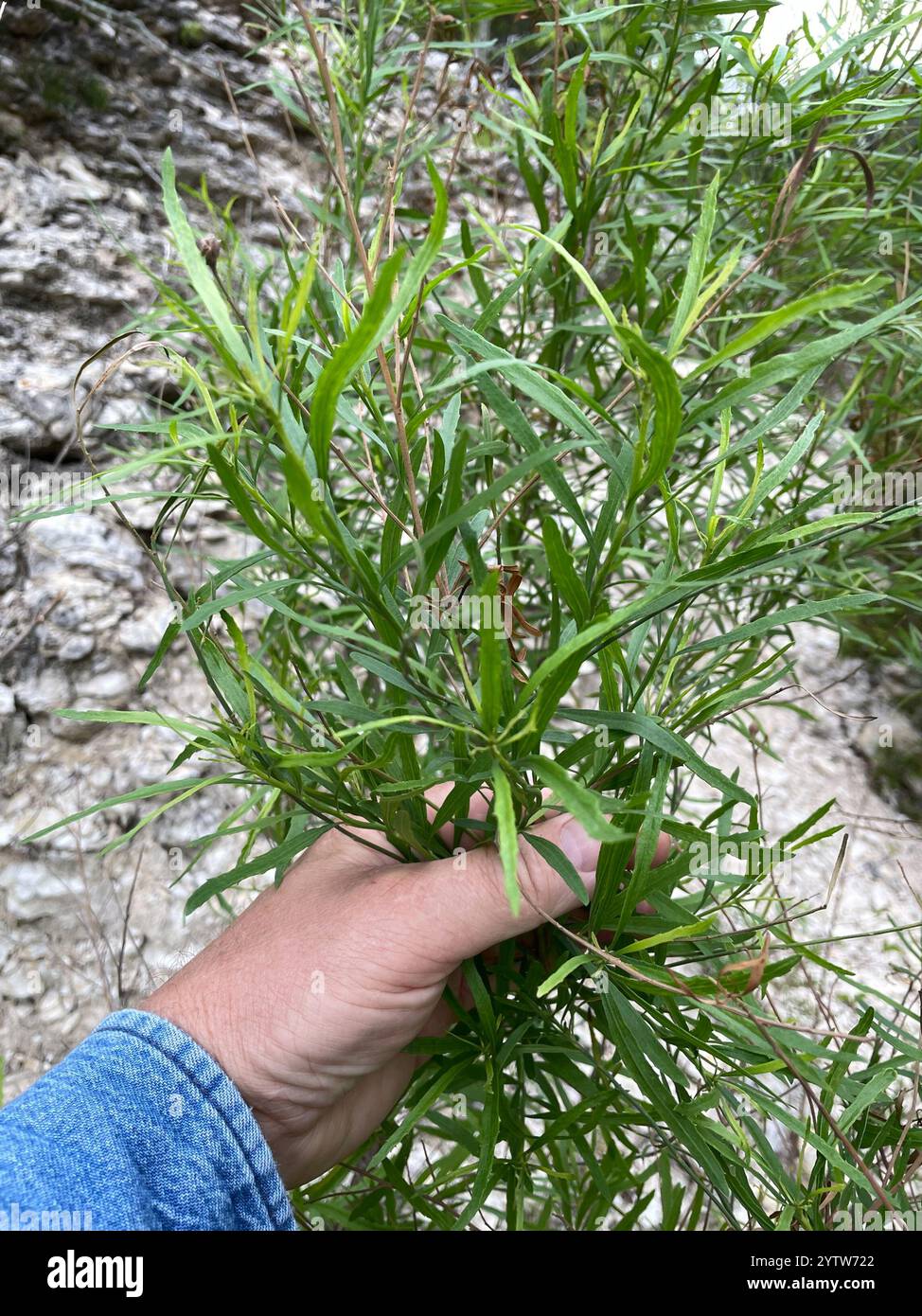 Poverty Weed (Baccharis neglecta Stock Photo - Alamy