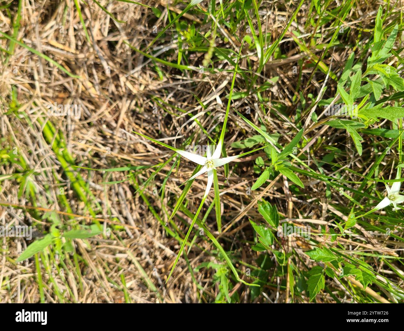 whitetop sedge (Rhynchospora colorata Stock Photo - Alamy