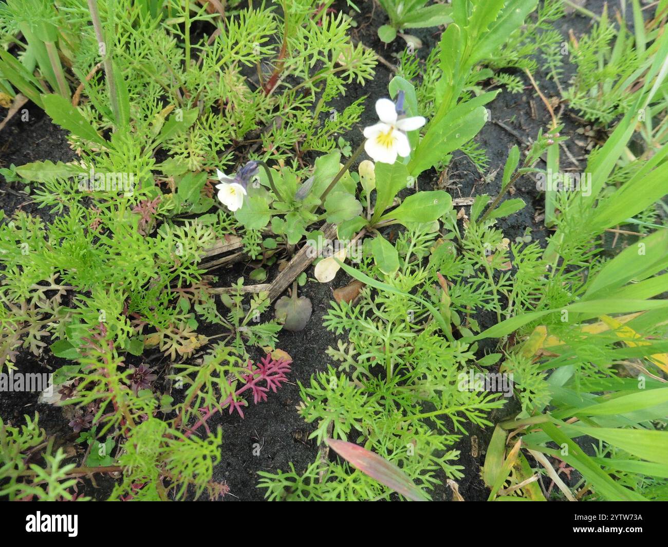 European field pansy (Viola arvensis Stock Photo - Alamy