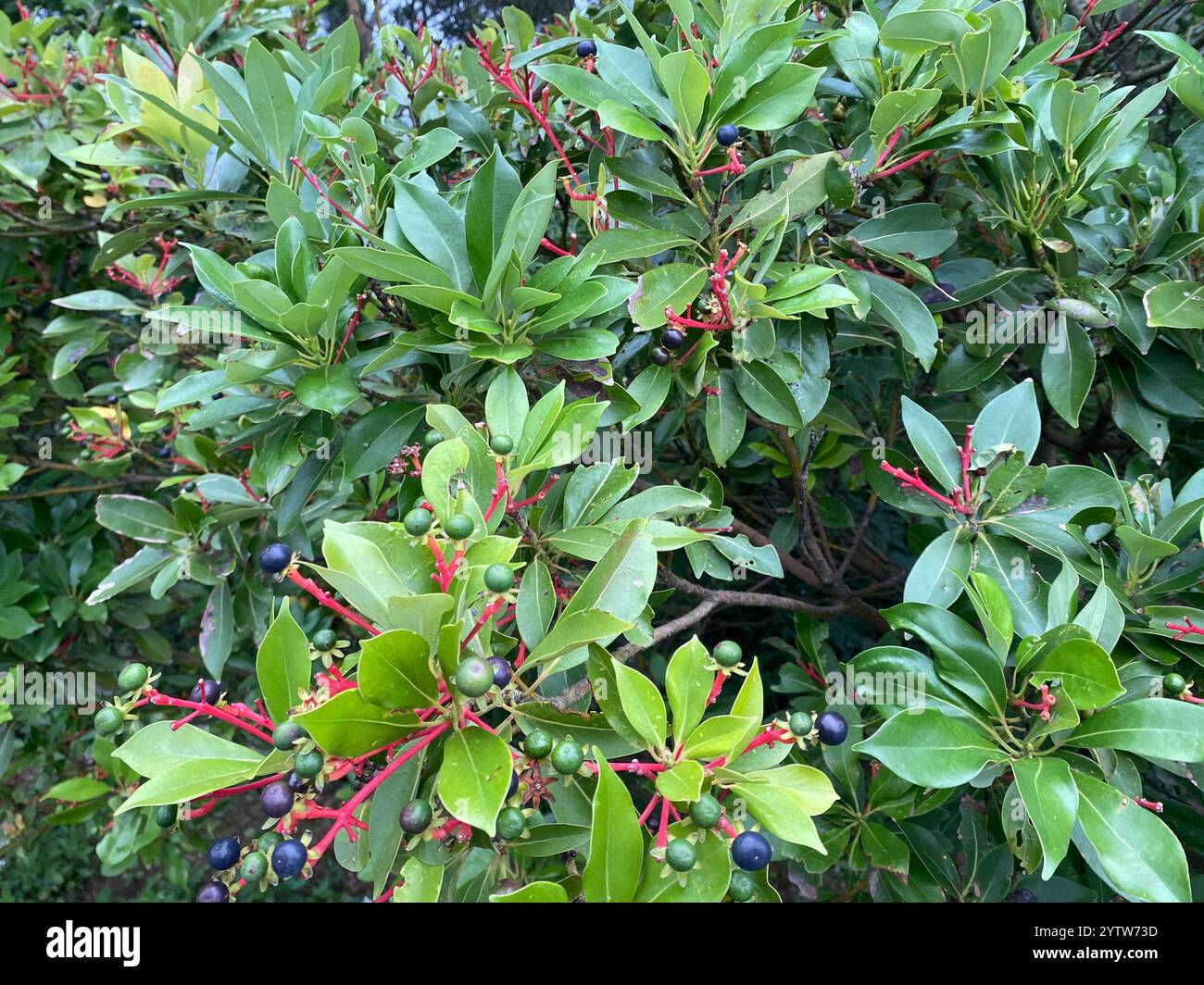 Red Machilus (Machilus thunbergii Stock Photo - Alamy