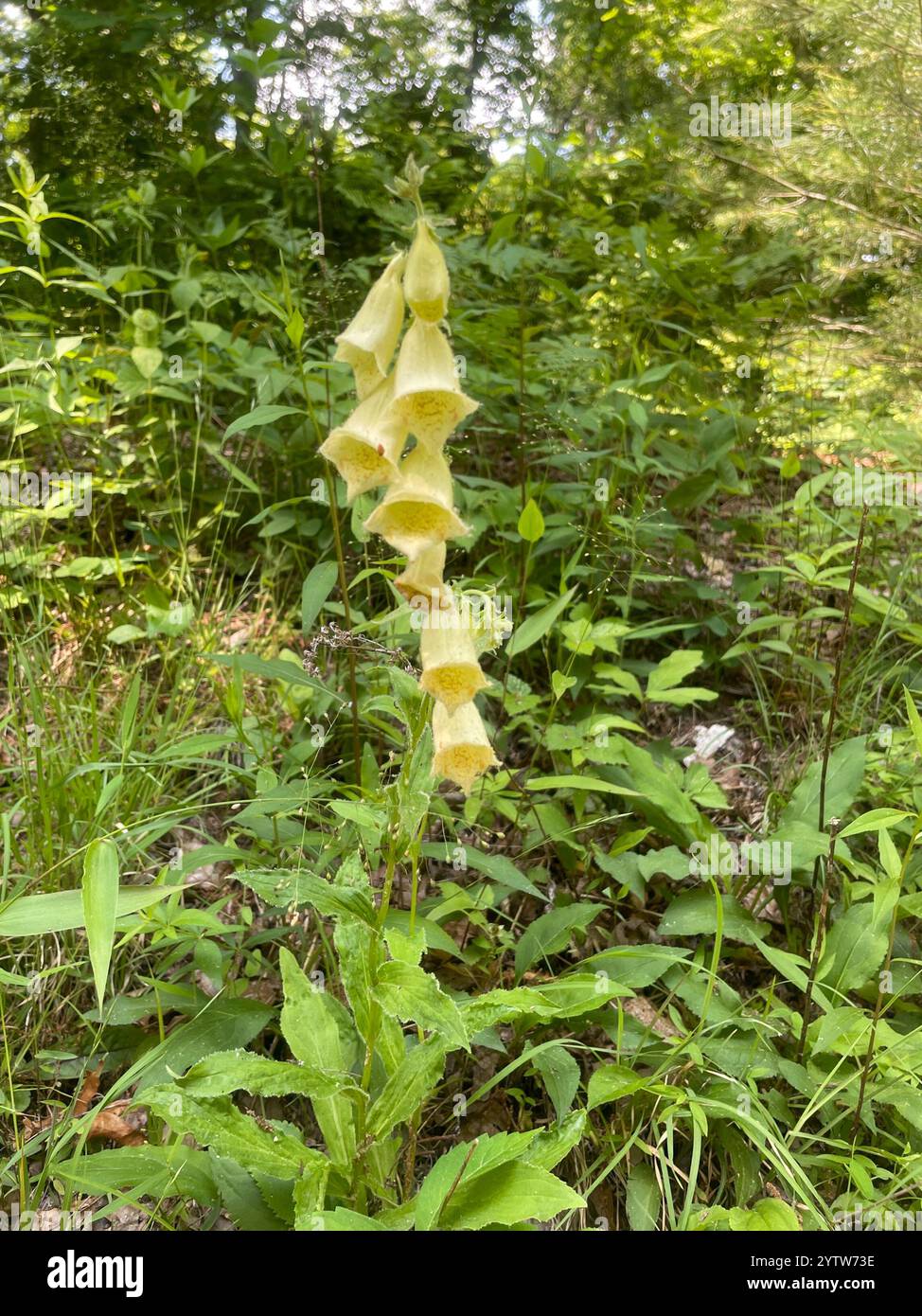 Yellow Foxglove (Digitalis grandiflora Stock Photo - Alamy