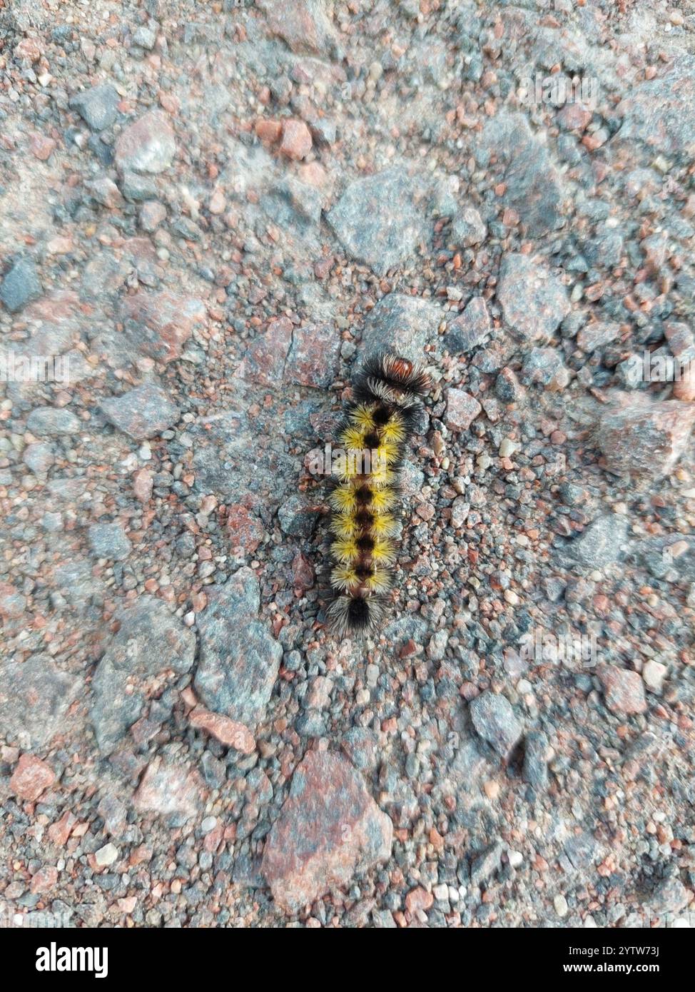 Virginia Ctenucha Moth (Ctenucha virginica Stock Photo - Alamy