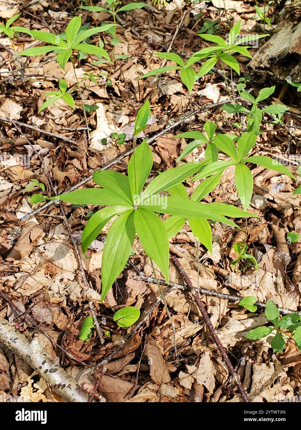 Cucumber Root (Medeola virginiana Stock Photo - Alamy