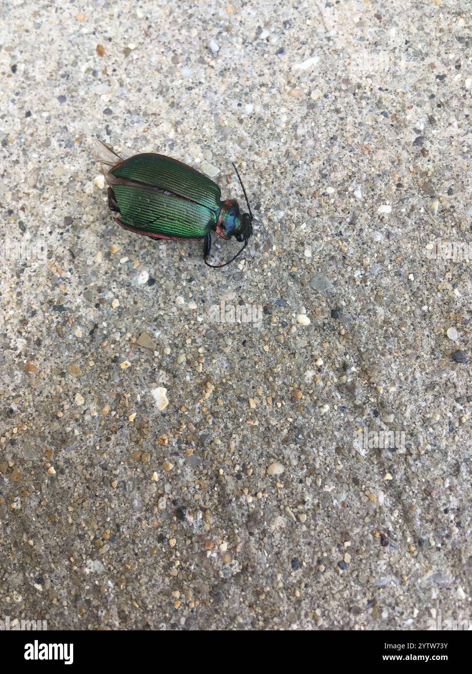 Fiery Searcher (Calosoma scrutator Stock Photo - Alamy