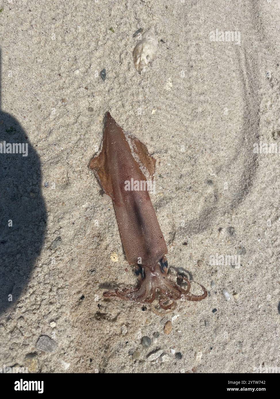 Longfin Inshore Squid (Doryteuthis pealeii Stock Photo - Alamy