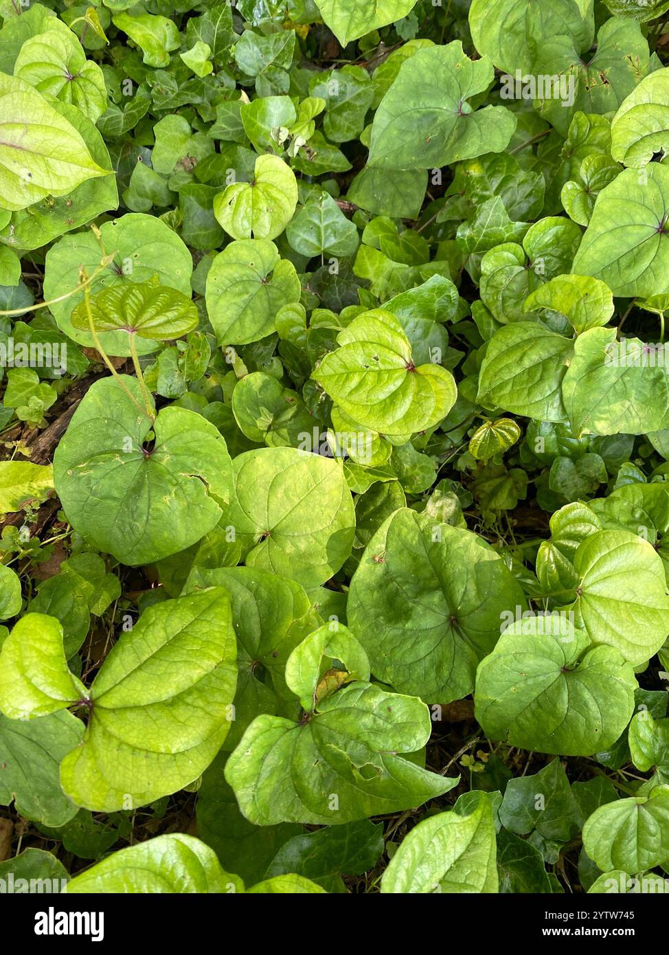 Chinese yam (Dioscorea polystachya Stock Photo - Alamy